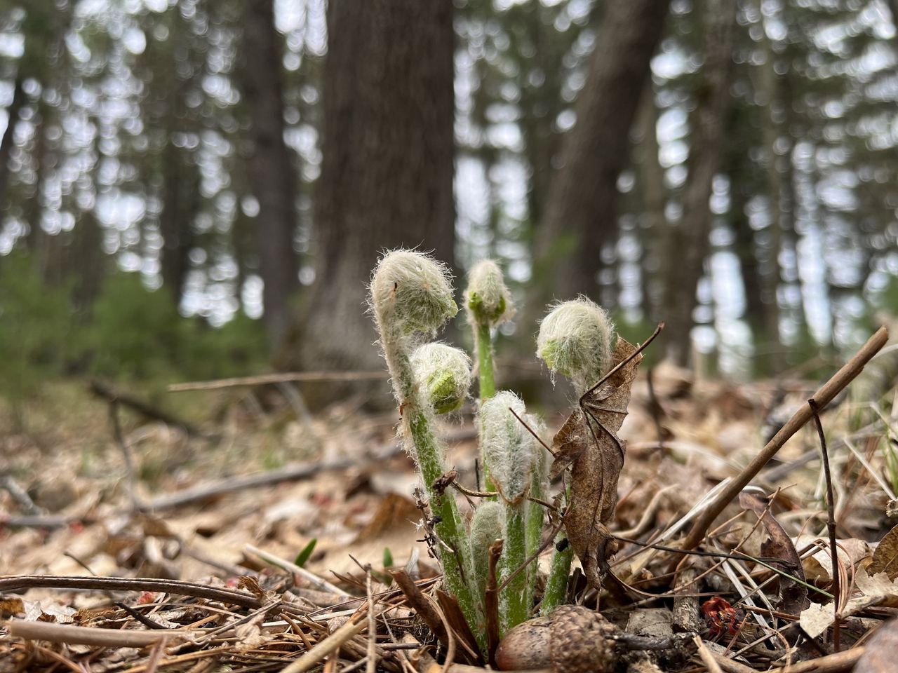 The Central Sands | The Nature Conservancy in Wisconsin