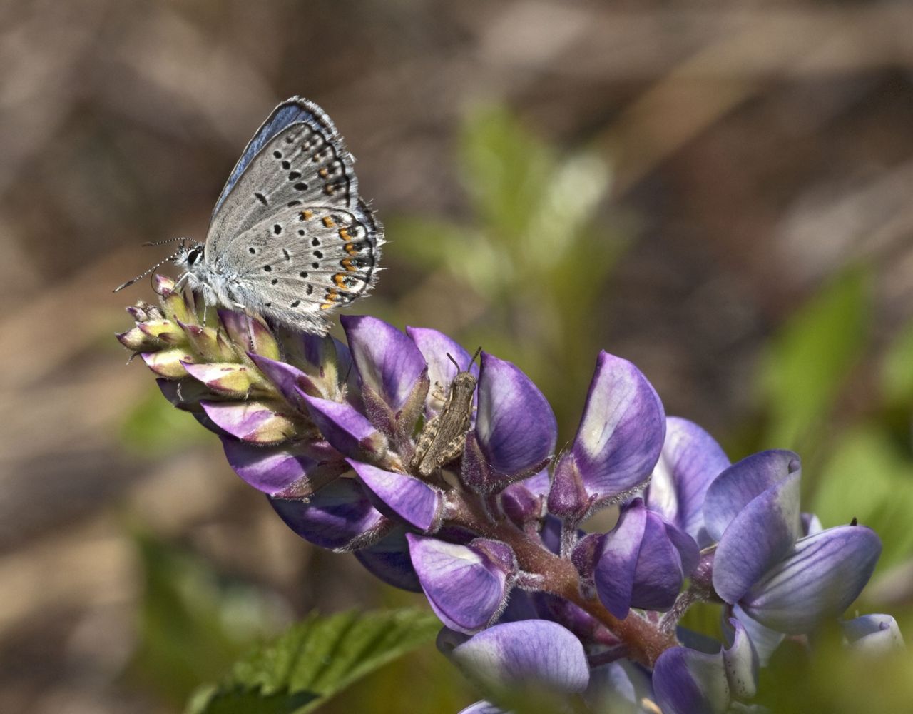 The Central Sands | The Nature Conservancy in Wisconsin