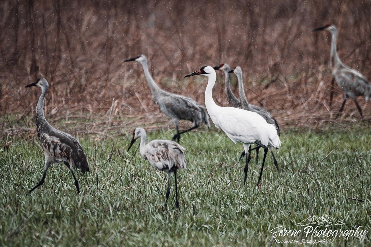The Central Sands | The Nature Conservancy in Wisconsin
