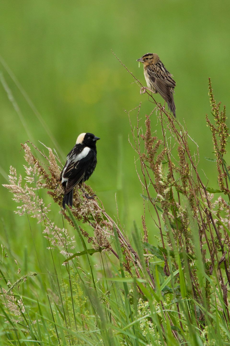 Bird Watching in Wisconsin | The Nature Conservancy