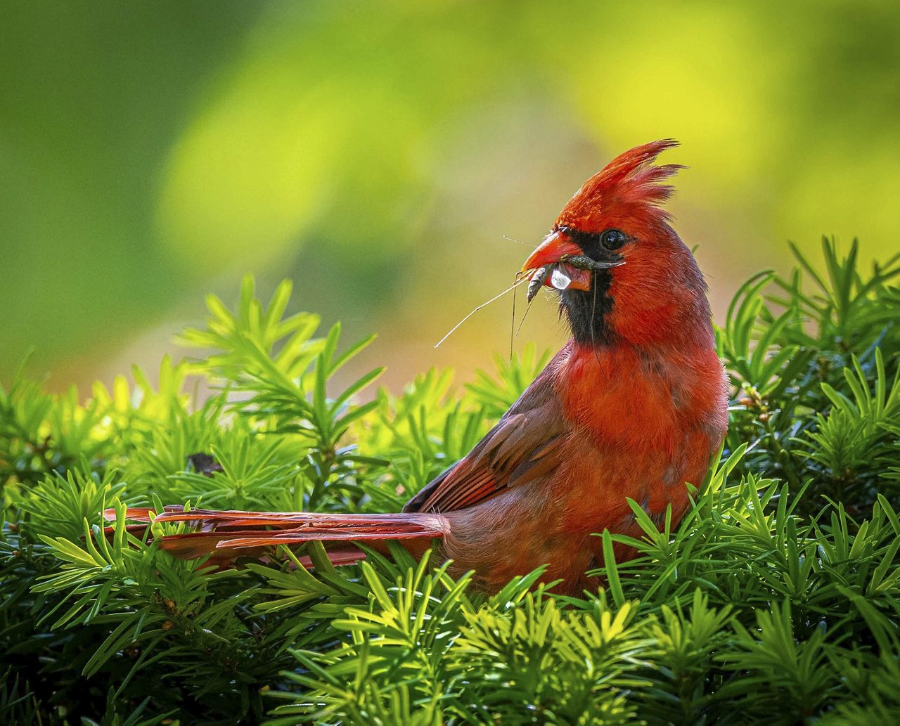 Bird Watching in Wisconsin | The Nature Conservancy