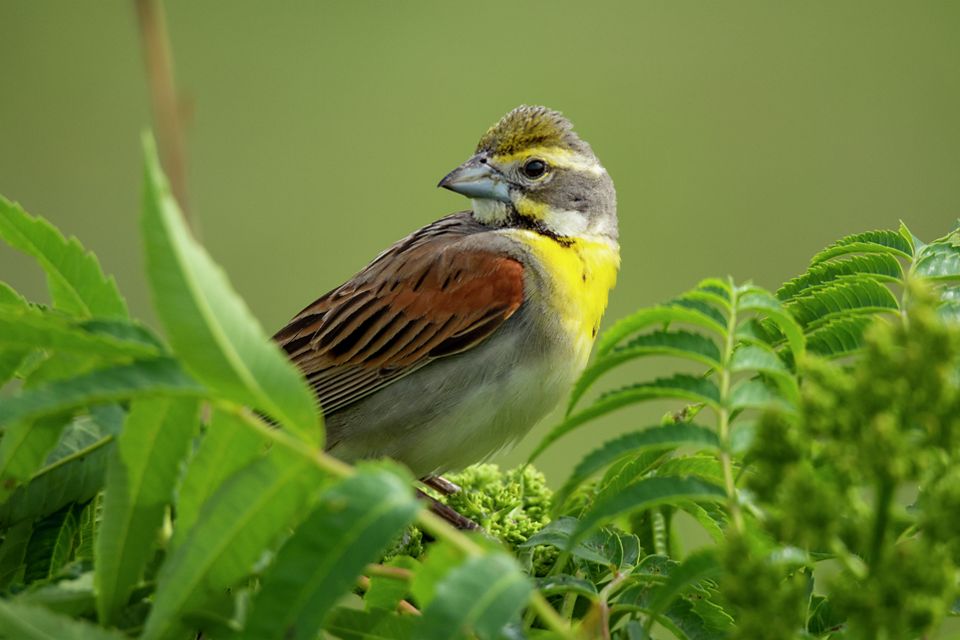 Bird Watching in Wisconsin | The Nature Conservancy