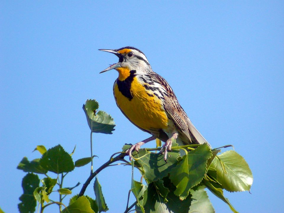 Bird Watching in Wisconsin | The Nature Conservancy