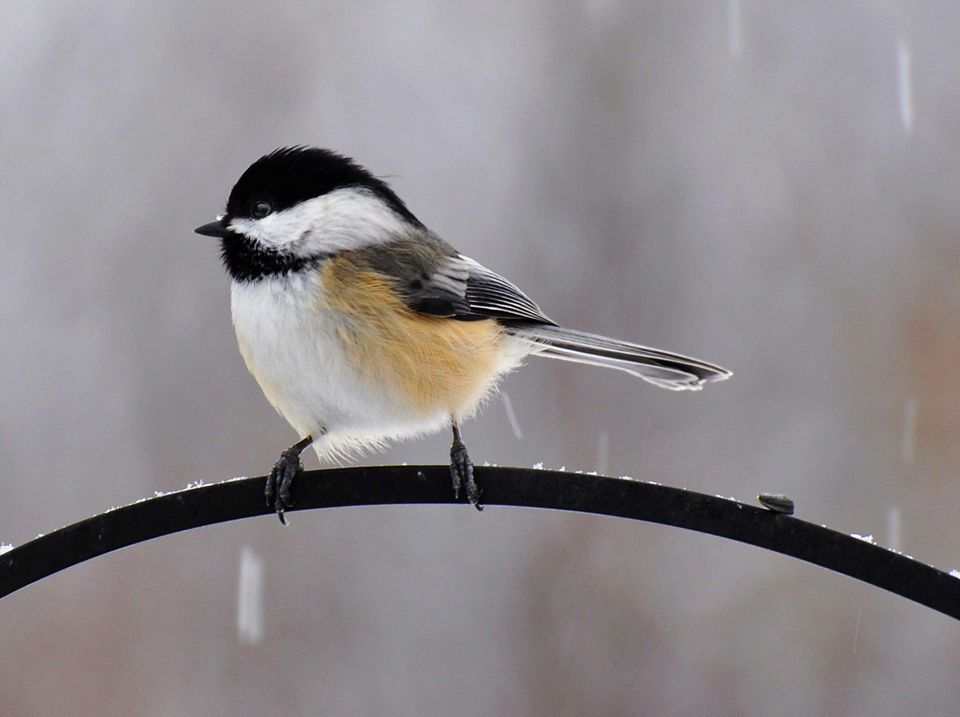 Bird Watching in Wisconsin | The Nature Conservancy
