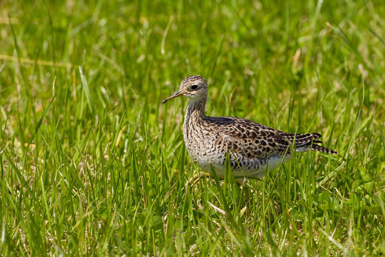 Bird Watching in Wisconsin | The Nature Conservancy