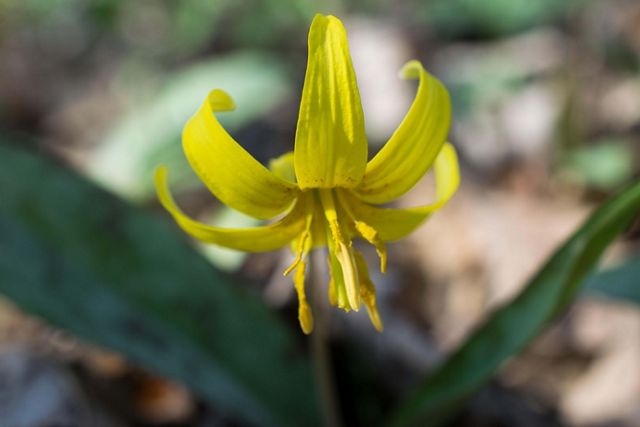 What’s Happening in Nature this Season in Minnesota