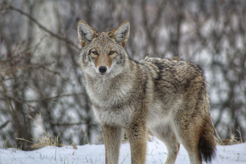 What’s Happening in Nature this Season in Minnesota