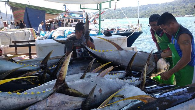 Strategi Pemanfaatan Tuna